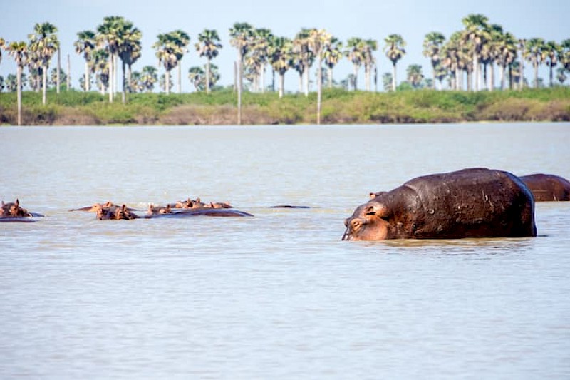 9-daagse safari Selous & Zanzibar - TravelHunter